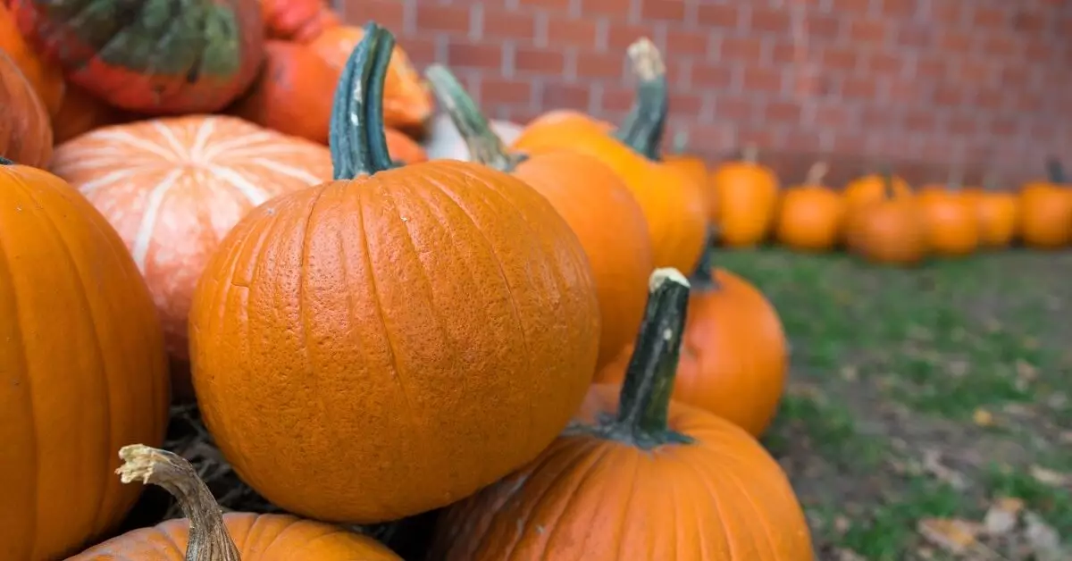 Pumpkin mùa thu cổ điển - Làm sạch kịp thời và lưu trữ thích hợp