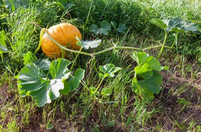 Kürbis im Garten