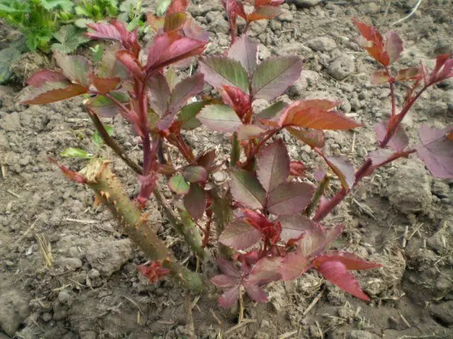 Rosas de Bush.