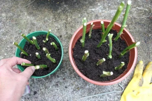 Rose Stocks In Pot