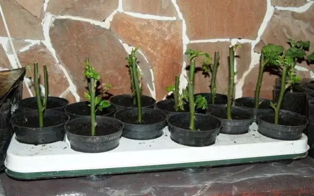 Cuttings अंतर्गत