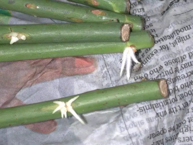 Cuttings গোলাপ অপসারণ