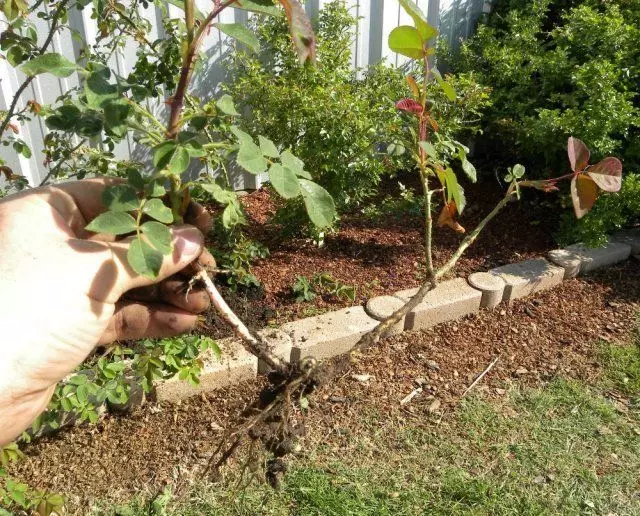 Rose Cuttings.