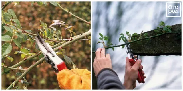 Rose Reproduktion mit Stecklingen im Herbst: detaillierte Anweisungen für Anfänger 1069_7