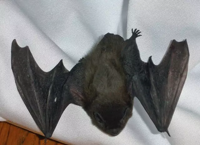 ছাদ অধীনে bats