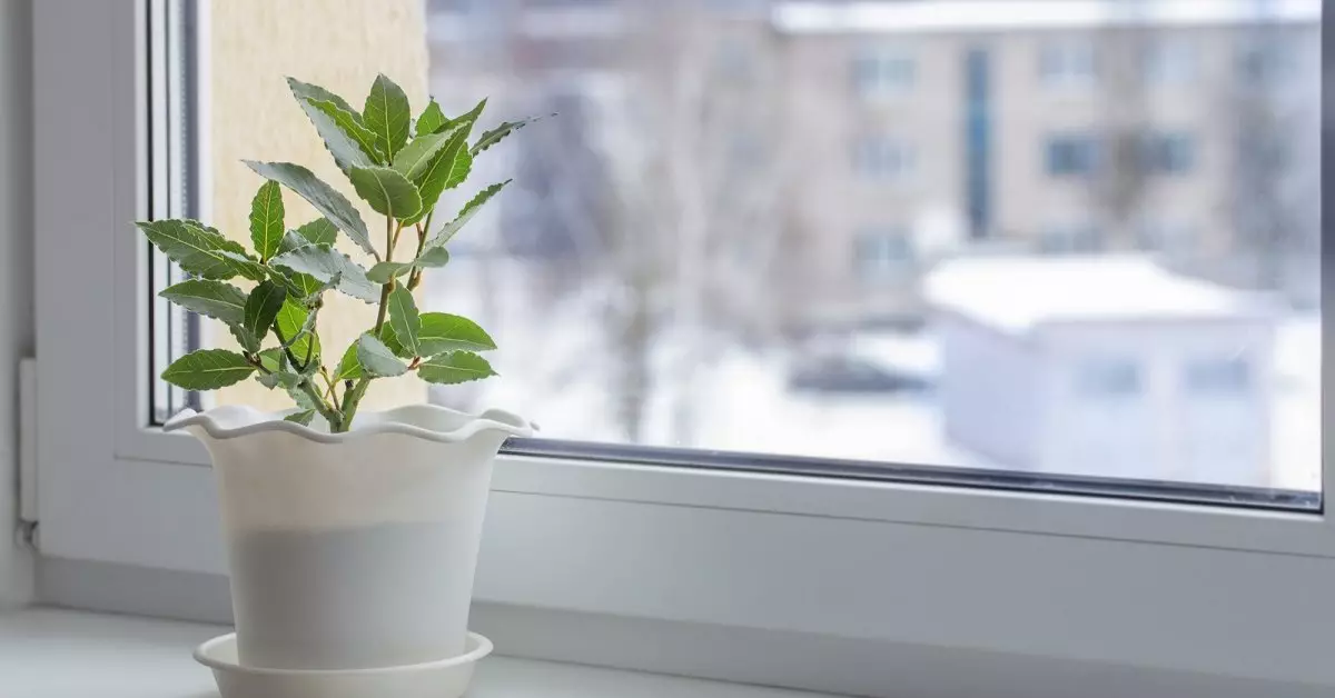 Desde a xanela ata a sopa: como cultivar unha folla de loureiro da casa