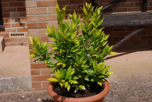 Nobreza Laurel.