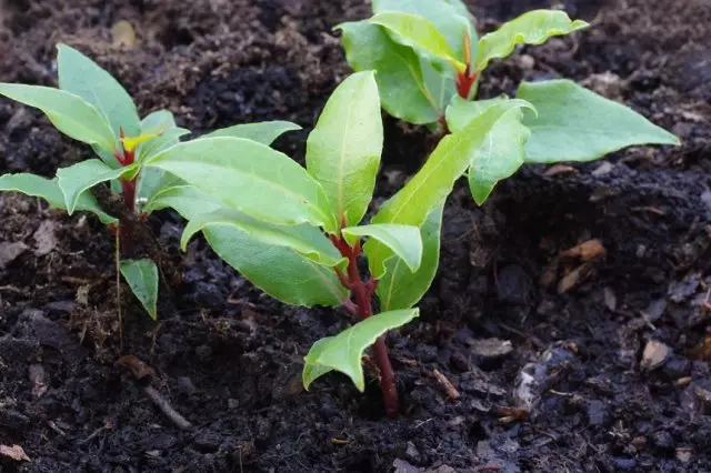 Brotos de Laurel.