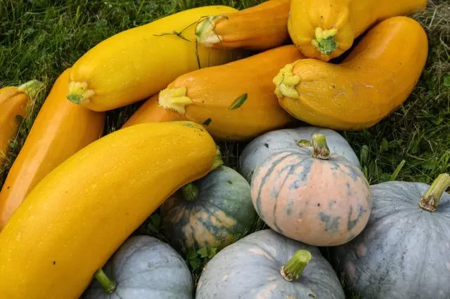 Vintage Pumpkin and Zucchini