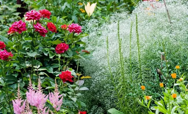 Bạn thích gì trong năm 2018: Các bài viết phổ biến nhất trên Garden.ru 10705_4