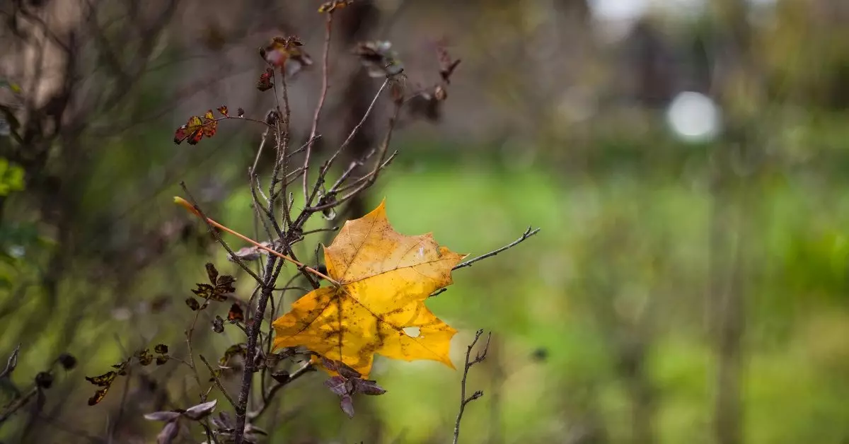 Redakteur se kolom: Hoekom in Oktober van die tuin Siek