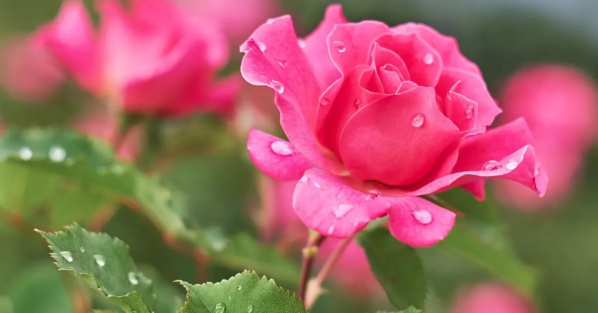 9 Best Varieties of Roses Havîna Havînê Blooming