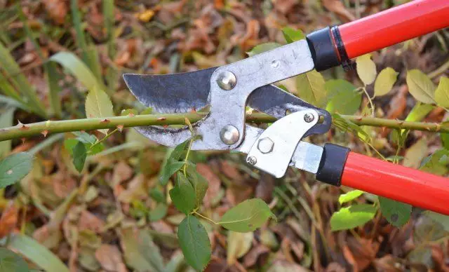 রোজ trimming.