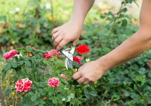 Atravessando as rosas de inflorescência