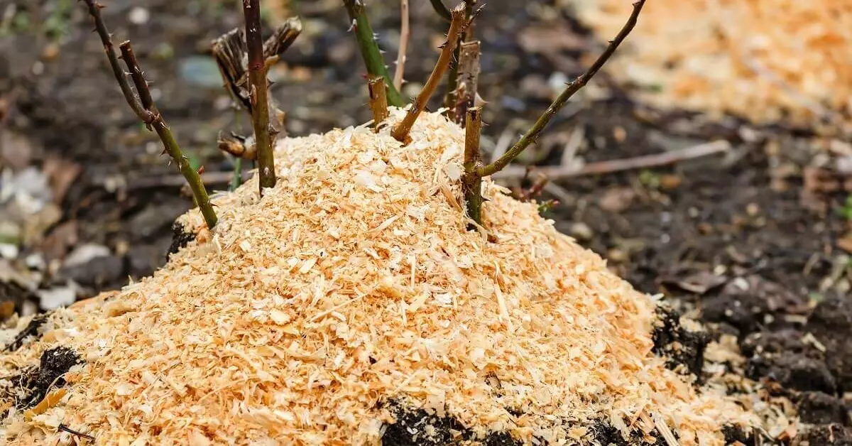 6 errori più frequenti sul rifugio e la preparazione di rose entro l'inverno