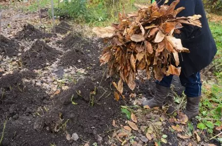 6 najčešćih grešaka na skloništu i pripremu ruža zimi 1074_14