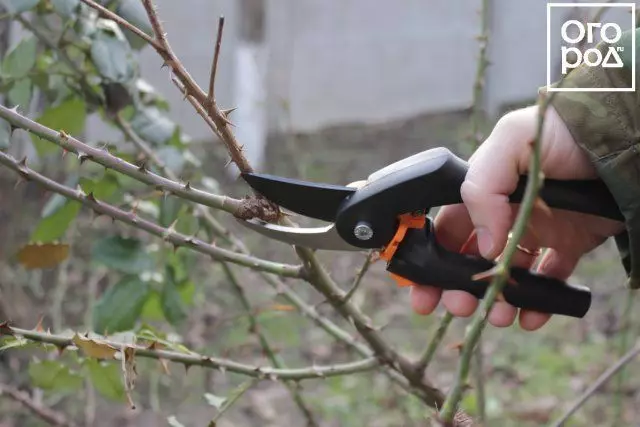 শরৎ মধ্যে গোলাপ trimming