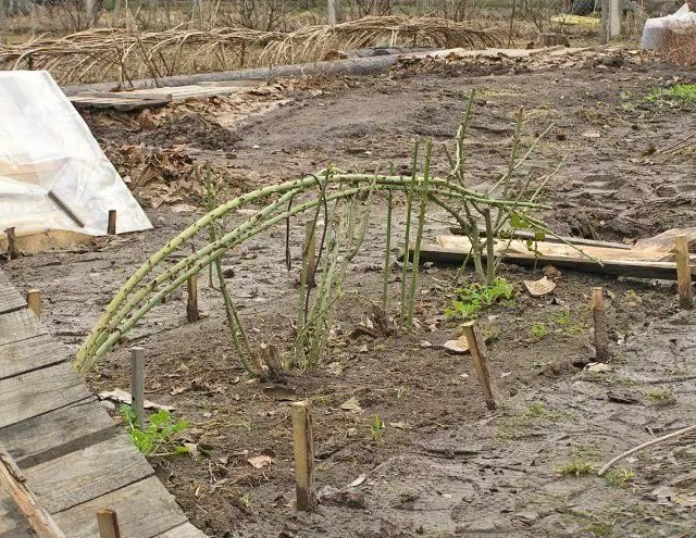 Préparation de la rose pour l'hiver - Flexion sur Terre