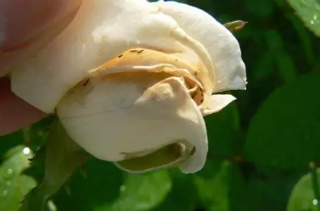 Auf den Blättern von Rosen erschien Flecken - was zu tun und was um Pflanzen zu behandeln 1075_13