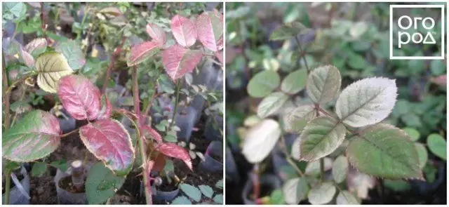 Rote Flecken auf Rosen aus Sonnenbrand