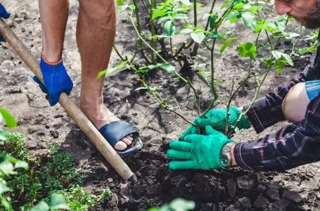 在玫瑰的葉子上出現了污漬 - 該怎麼辦和治療植物 1075_21