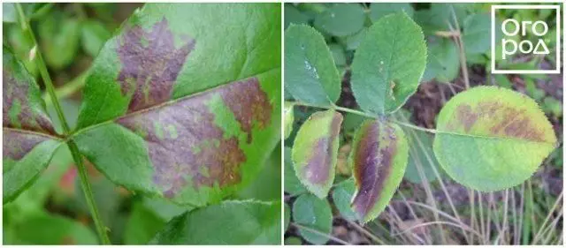 Rote Flecken auf Rosenblättern