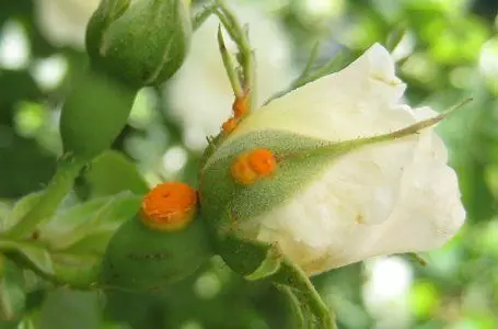 Nas folhas de rosas apareceu manchas - o que fazer e o que tratar as plantas 1075_26