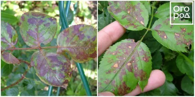 Falscher pulveriger Tau auf einer Rose