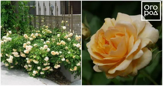 Rosas perfumadas - as melhores variedades para o seu jardim