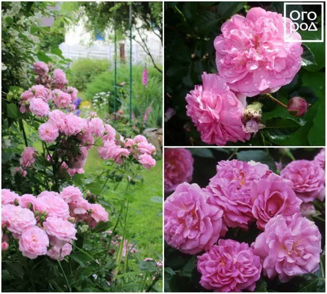 Rosa lavanta lessi.