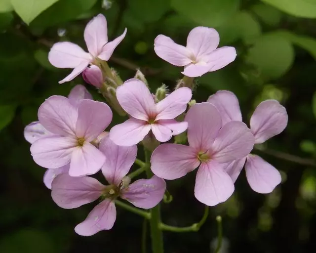 Night Flowers Photo Name.