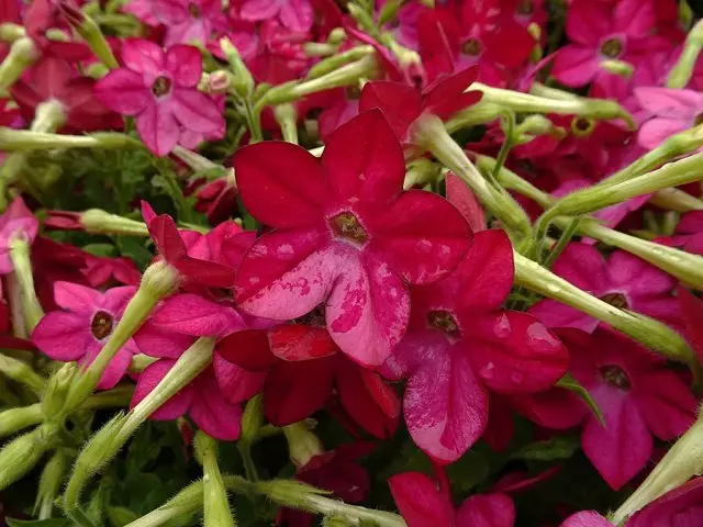 Nattblommor Foto namn