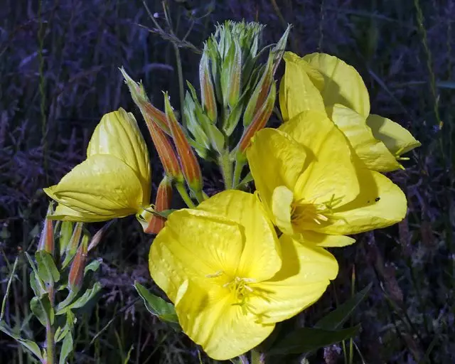 夜の花の写真名