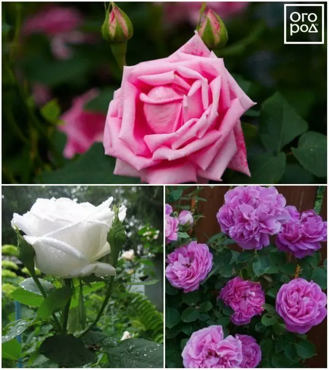 Kugadzirisa Roses