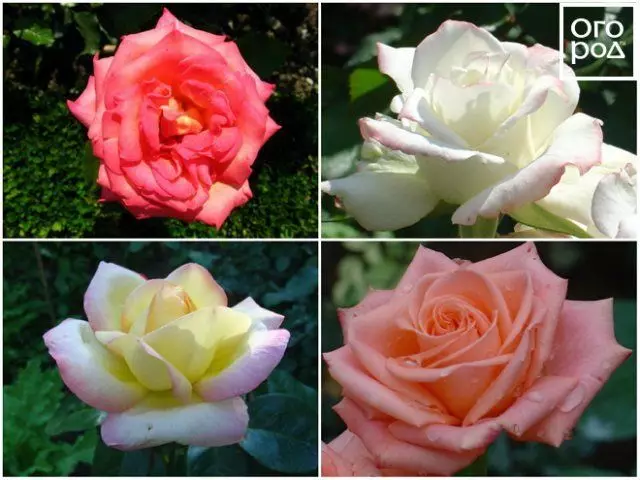 Çay-hybrid roses