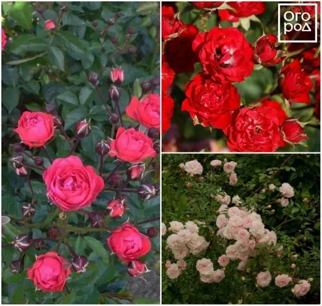 Rosas poliusas