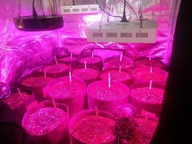 Iluminación LED de plantas.