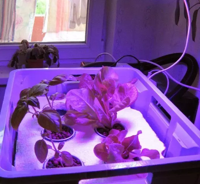 Las plantas bajo luz artificial se obtienen por lluvia y saludable.