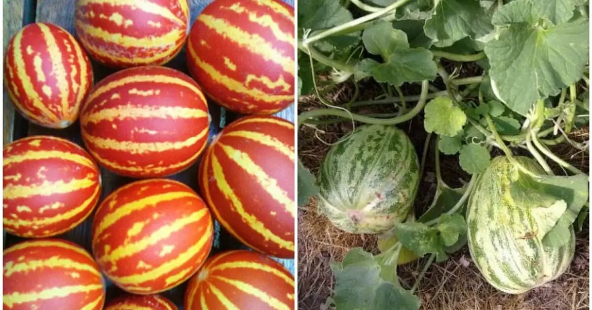 Melon bakeng sa ba ka leqhoa: mefuta e metle ka ho fetisisa bakeng sa libaka tse ka leboea