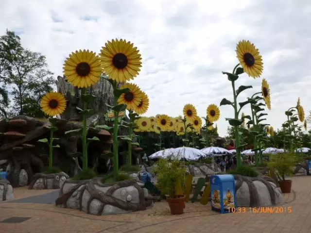 Sunflowers gjigante i ngjajnë një habitati të një bee