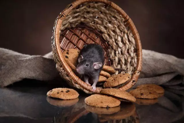 Myš mezi soubory cookie