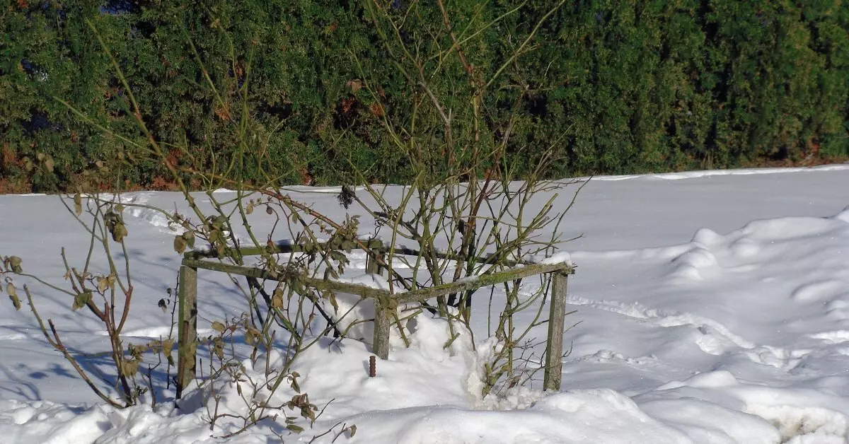 Hai unha pregunta: ¿Cando podo rexeitar as rosas debaixo da neve?