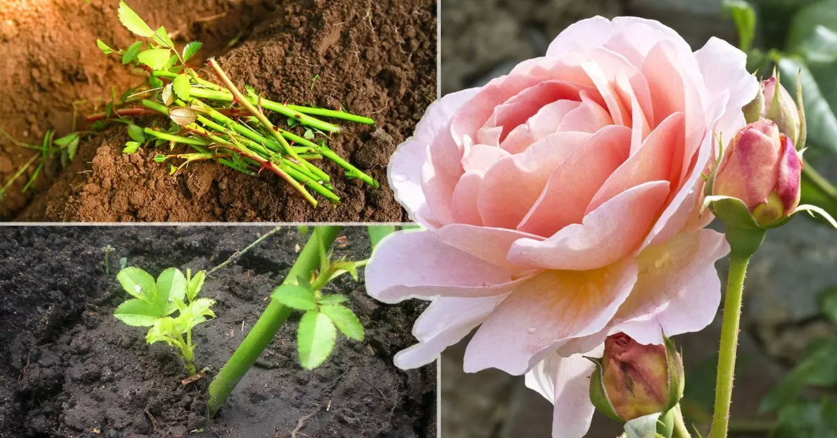 Como glorificar rosas: termos, temperaturas de temperatura e vixilancia