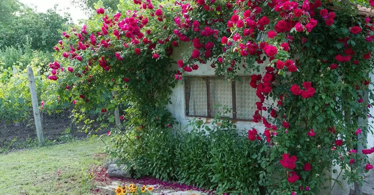 Rosas no deseño da paisaxe - mitos e realidade