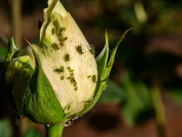 ছায়া মধ্যে কীটপতঙ্গ গোলাপ