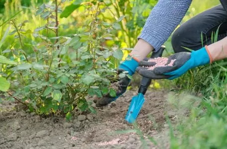 Πώς να καλλιεργήσετε τριαντάφυλλα στη σκιά και το μισό 1083_7