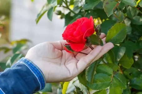 Як вырошчваць ружы ў цені і паўцені 1083_8