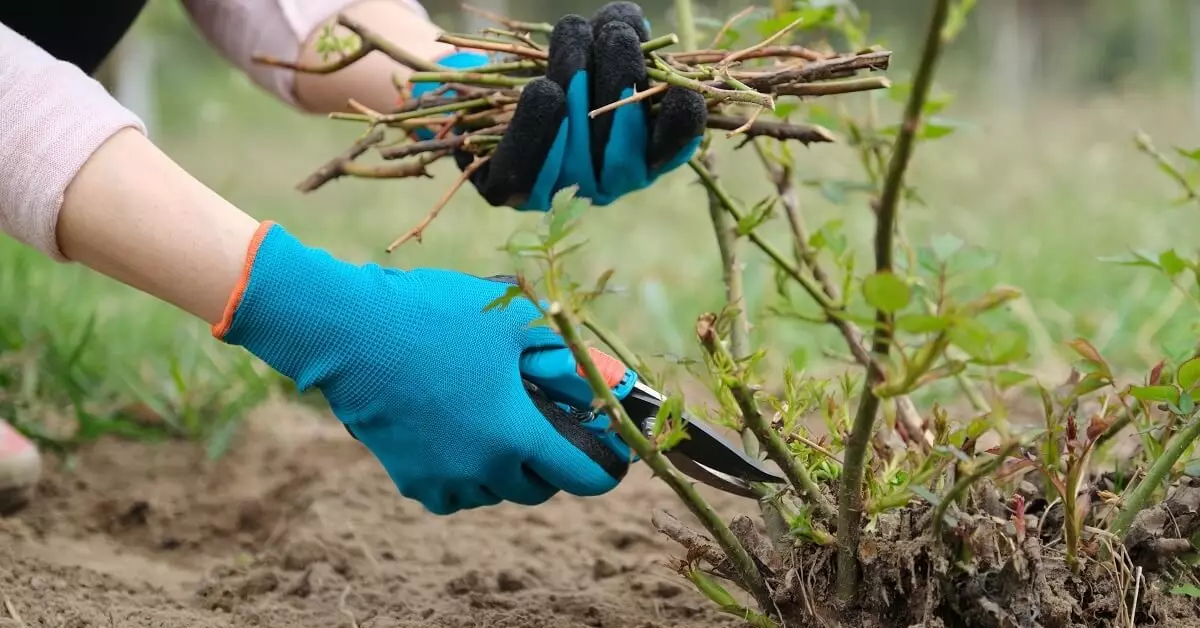 Rose Criming Spring - Tips til Beginner Flowerflower (med video)