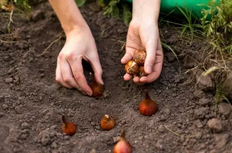 Ką daryti su tulpijomis po žydėjimo 1087_13