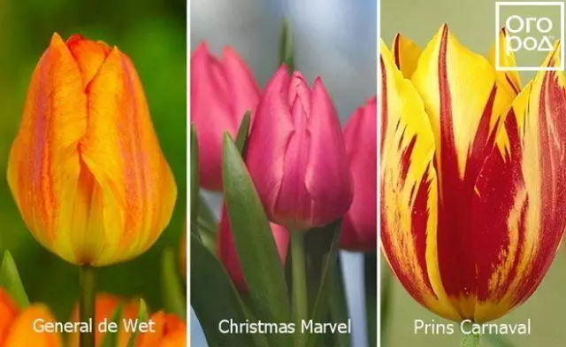 Tulipes précoces simples